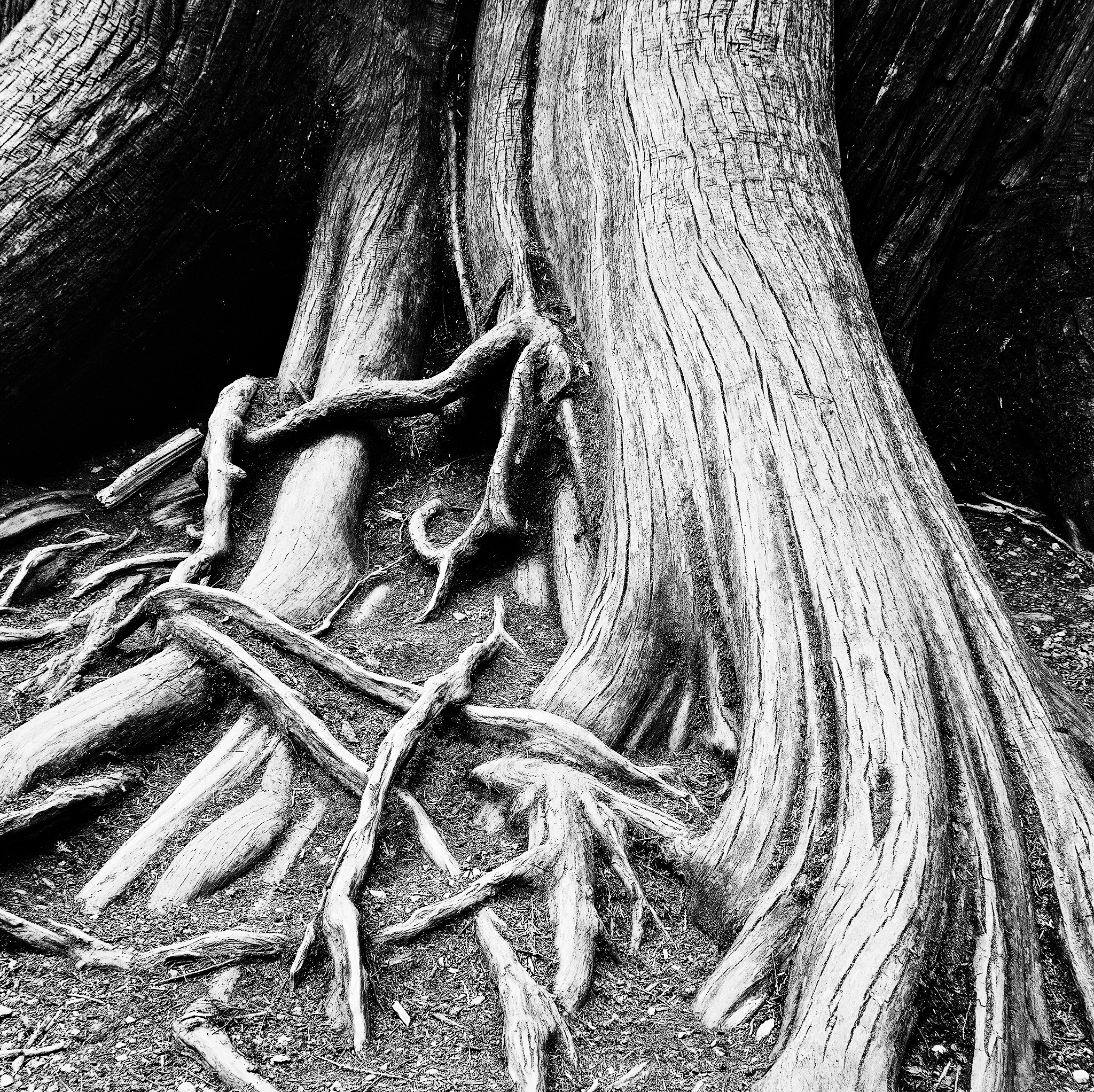 Roots - Through a Vintage Lens