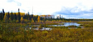 The Boreal Forest - Through a Vintage Lens